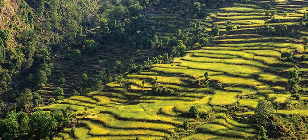 Gautam LLC – Gautam Rice